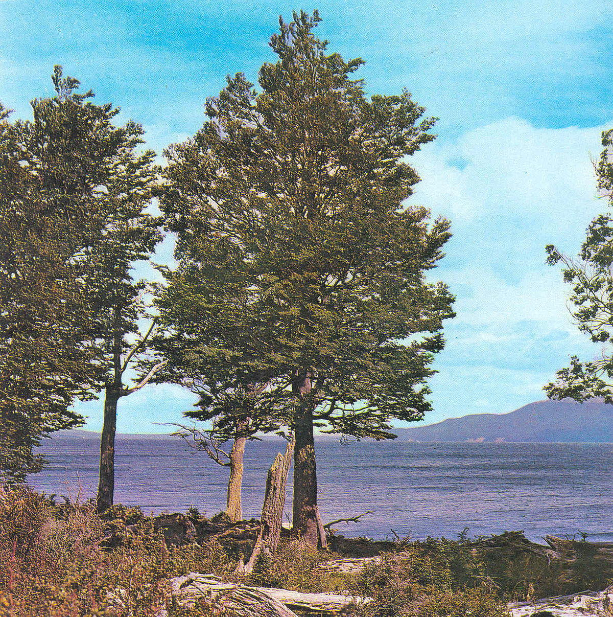 ArborizaCL